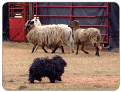 About Pulis – The Hungarian Puli Club